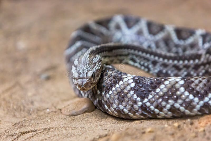 Rattlesnake, Crotalus Atrox. Western Diamondback Stock Image - Image of ...