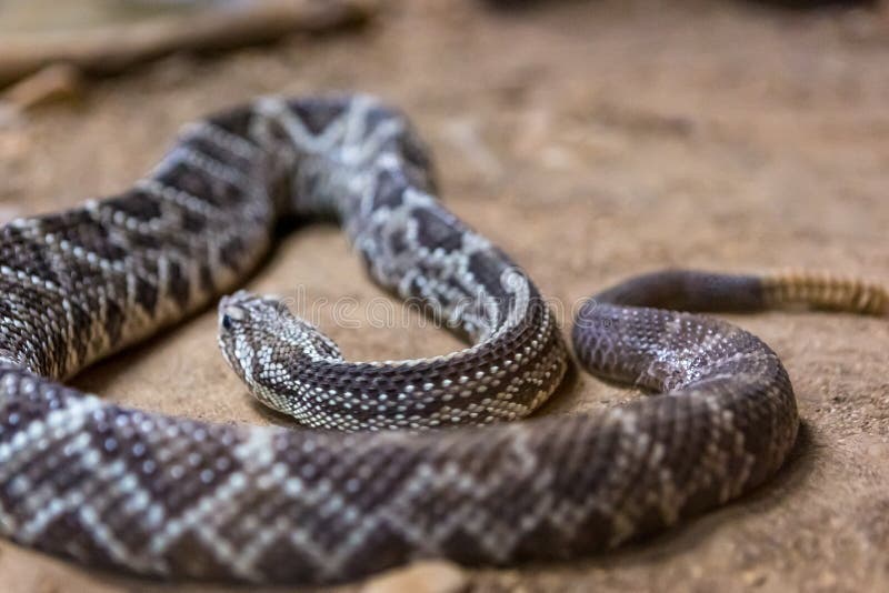 Rattlesnake, Crotalus Atrox. Western Diamondback Stock Photo - Image of ...