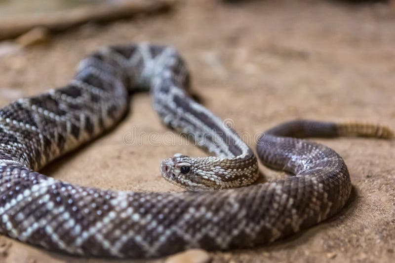 Rattlesnake, Crotalus Atrox. Western Diamondback Stock Photo - Image of ...