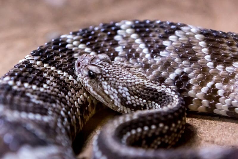 103 Crotalus Scutulatus Stock Photos - Free & Royalty-Free Stock Photos ...