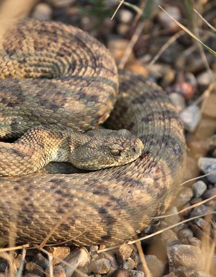 Rattlesnake curled stock image. Image of north, saskatchewan - 15580357