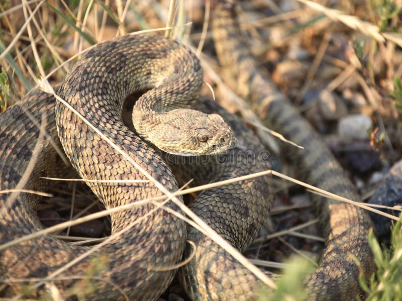 Rattlesnake curled stock photo. Image of crotalus, saskatchewan - 15580368