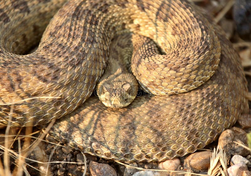 Rattlesnake curled stock image. Image of viridis, national - 15580381