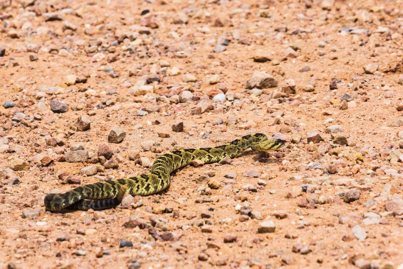 Rattlesnake in desert stock photo. Image of crawling - 44501362