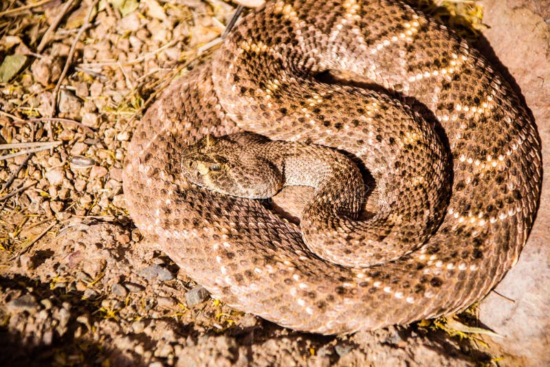 Western Diamondback Rattlesnake Stock Photo - Image of ready, coiled ...