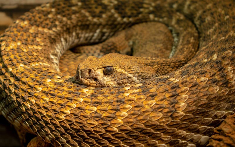 Rolled rattlesnake stock photo. Image of cold, exotic - 115989158