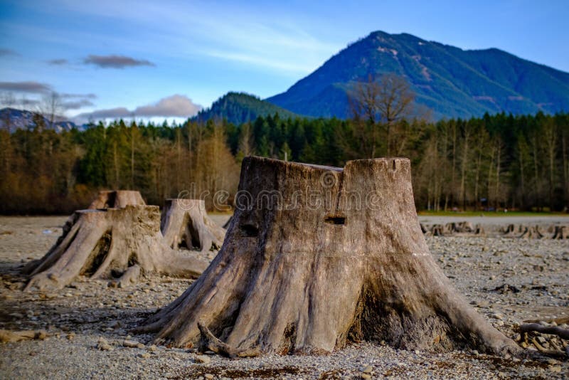 Rattlesnake Lake with Tree Stumps in Seattle Stock Image - Image of ...