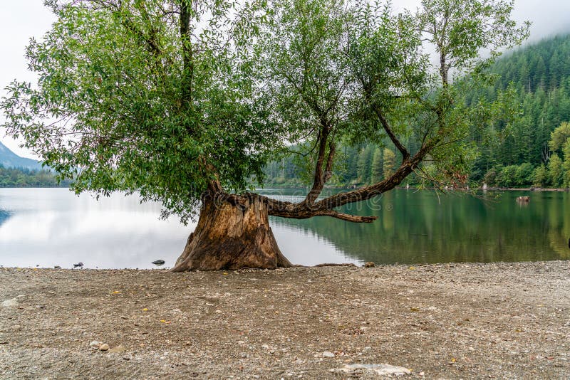Rattlesnake Lake Tree 3 stock image. Image of unique - 338532553
