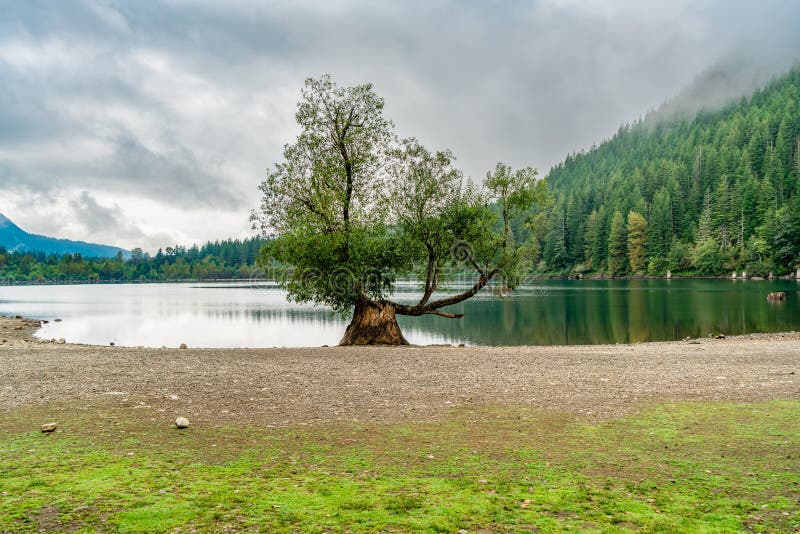 Rattlesnake Lake Tree stock photo. Image of landscape - 340370038