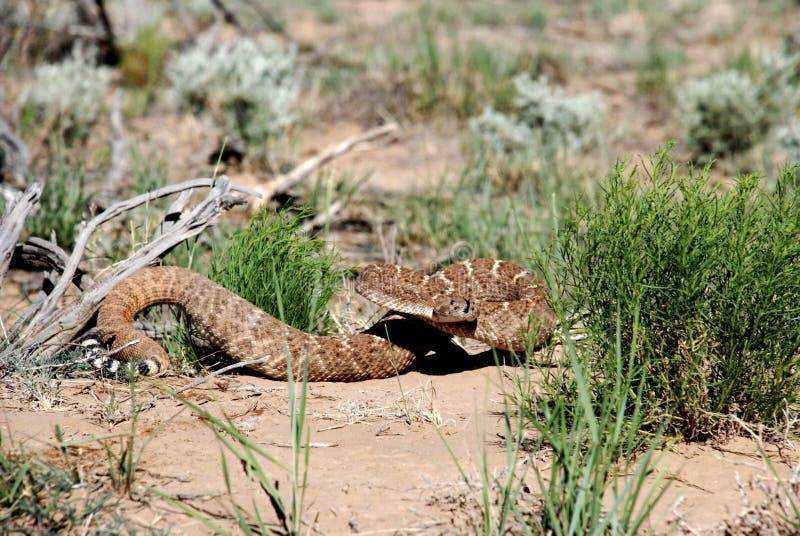 Rattlesnake Buttons Meanings Stock Photos - Free & Royalty-Free Stock ...
