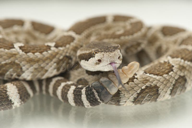 Rattlesnake, up close stock image. Image of pacific, diamond - 21268405