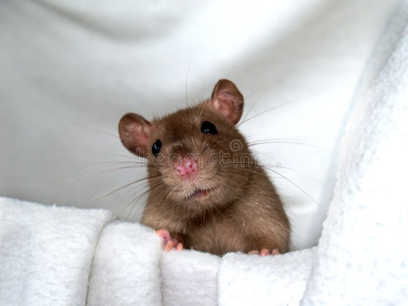 Ratto 15 immagine stock. Immagine di ratto, timido, capelli - 16796755