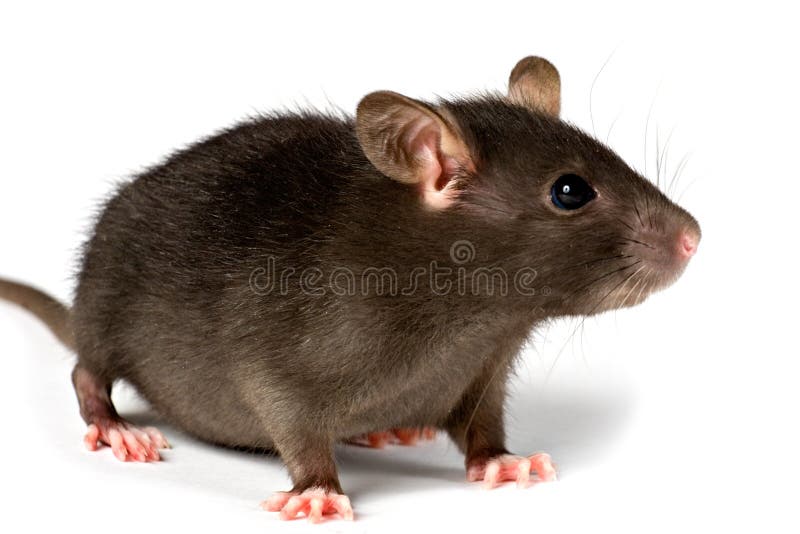 826 Ratto Grasso Foto stock - Foto stock gratuite e royalty free da ...