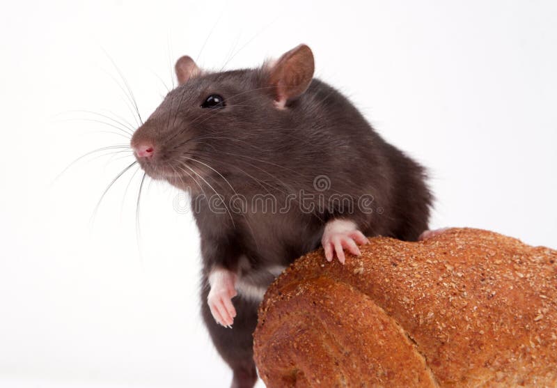 Ratto immagine stock. Immagine di grigio, naso, bianco - 3444817