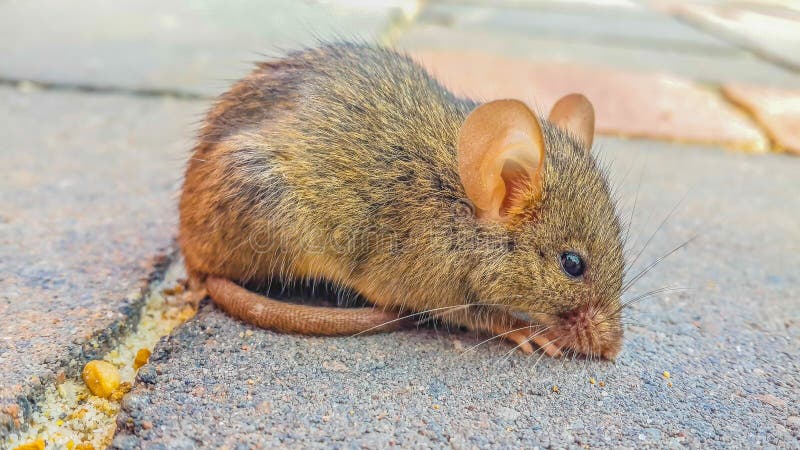 Ratto fotografia stock. Immagine di ratto, roditori, carnivoro - 49972132