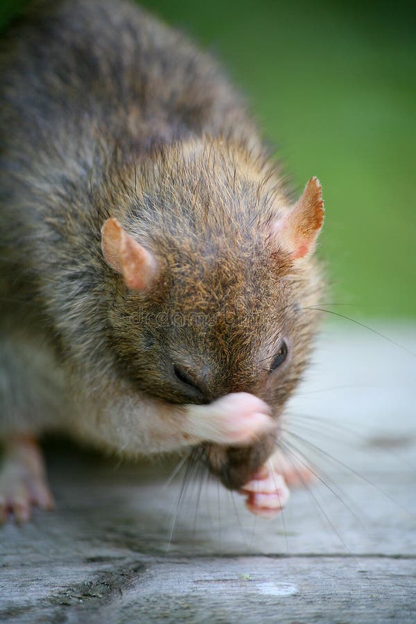 Ratto immagine stock. Immagine di rosicchi, senzatetto - 6714237
