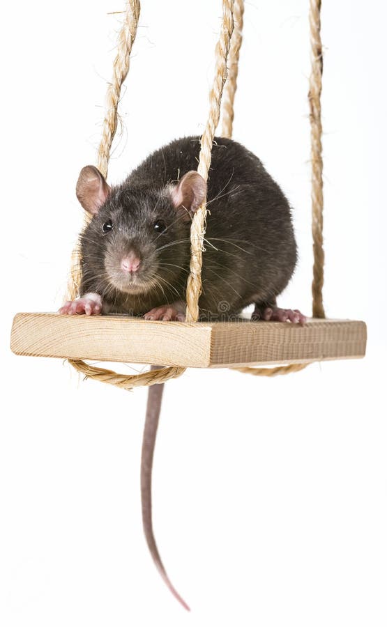 Ratto fotografia stock. Immagine di felice, bello, batteri - 81733892