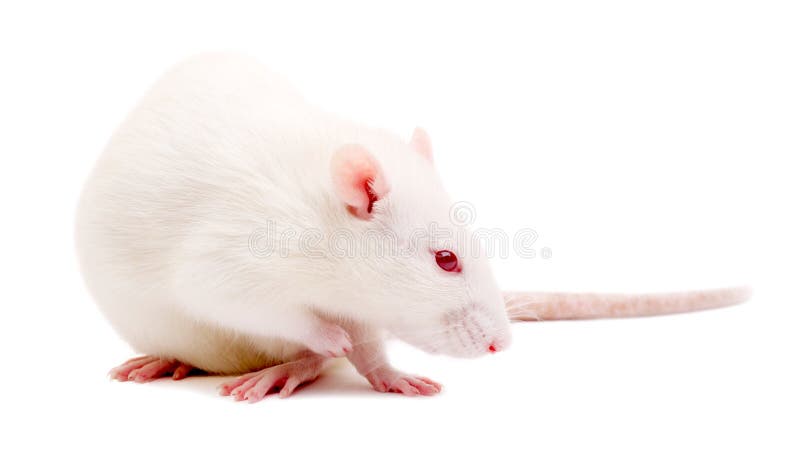 Ratto bianco fotografia stock. Immagine di basette, sfondo - 33637536