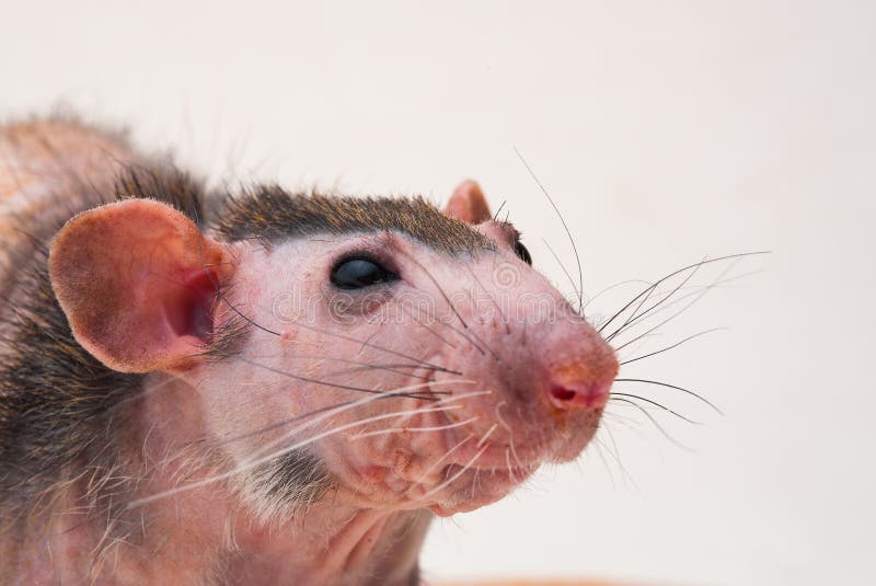 Ratto calvo della sfinge immagine stock. Immagine di animale - 77933259