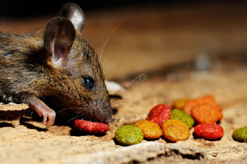 Ratto Che Mangia Alimentazione Fotografia Stock - Immagine di occhio ...