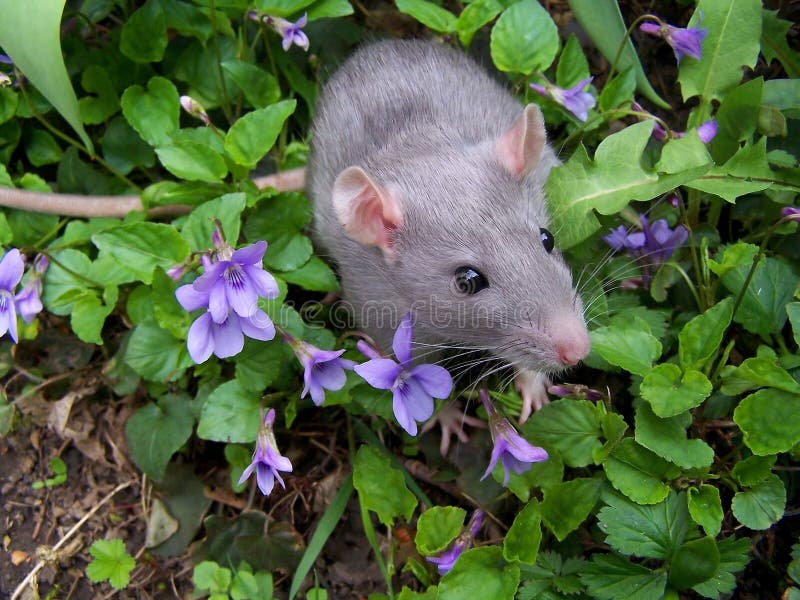 Ratto del bambino immagine stock. Immagine di sguardo - 3552985