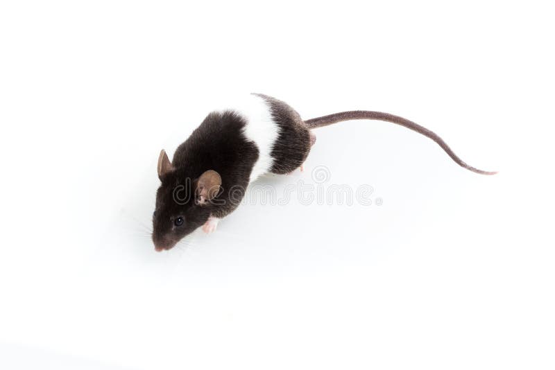 Ratto Di Brattleboro, Ratto Del Laboratorio Fotografia Stock - Immagine ...
