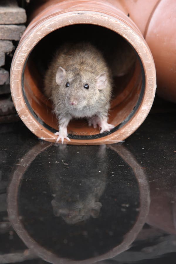 Ratto Di Brown, Norvegicus Del Rattus Fotografia Stock - Immagine di ...