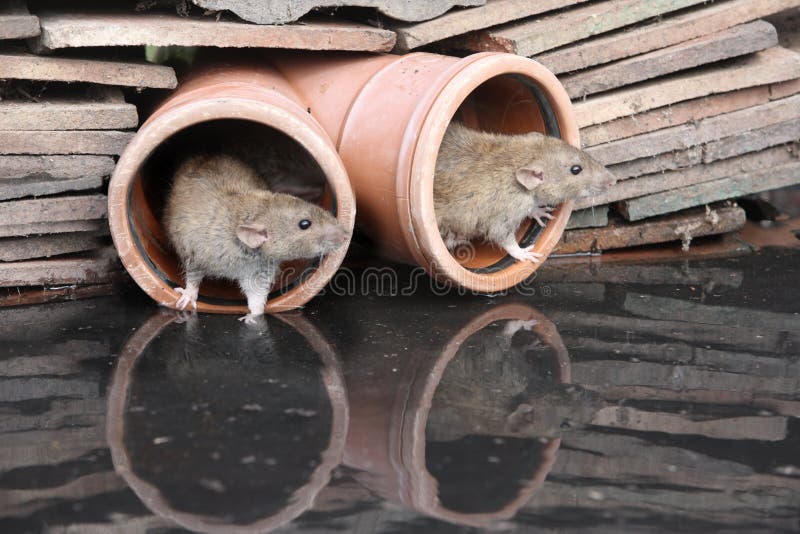 Ratto Di Brown, Norvegicus Del Rattus Immagine Stock - Immagine di ...