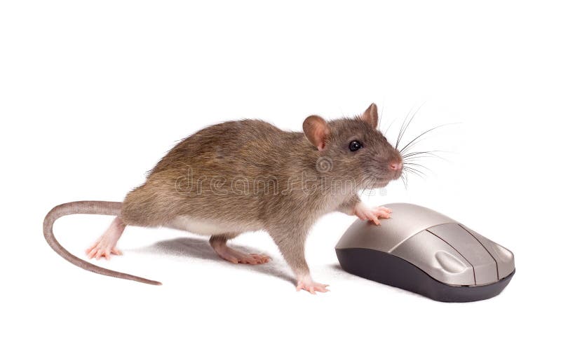 Ratto e il topo immagine stock. Immagine di macro, carino - 3767609