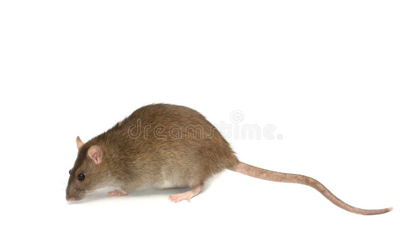 Ratto Grigio Con La Coda Lunga Immagine Stock - Immagine di topo ...