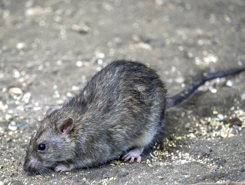 Ratto Comune Di Fogna O Del Ratto O Ratto Di Molo Fotografia Stock ...