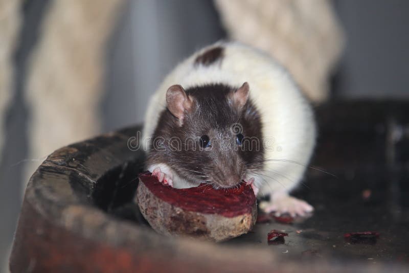 Ratto domestico fotografia stock. Immagine di dritto - 33853050
