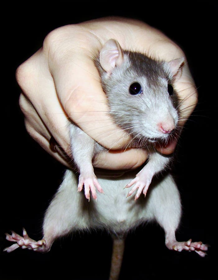 Ratto in una stretta fotografia stock. Immagine di animale - 7737366