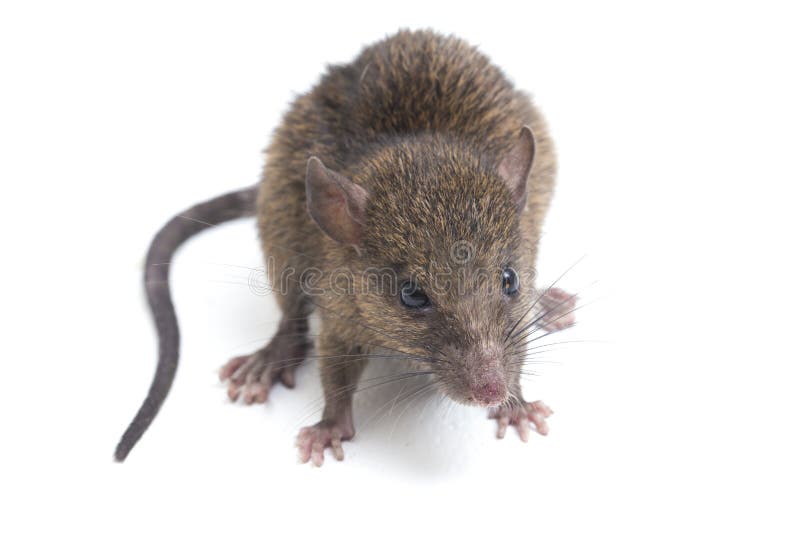 Rattus Rattus Castanho Isolado Em Branco Imagem de Stock - Imagem de ...