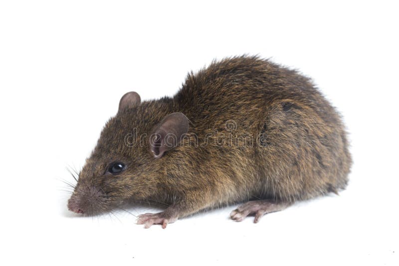 Rattus Rattus Castanho Isolado Em Branco Foto de Stock - Imagem de ...