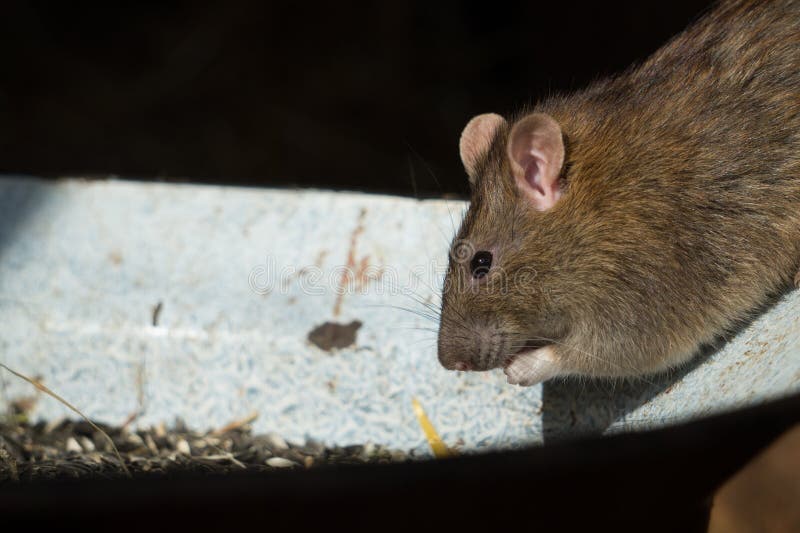 Black Rat on Lawn stock photo. Image of grass, meadow - 86046560