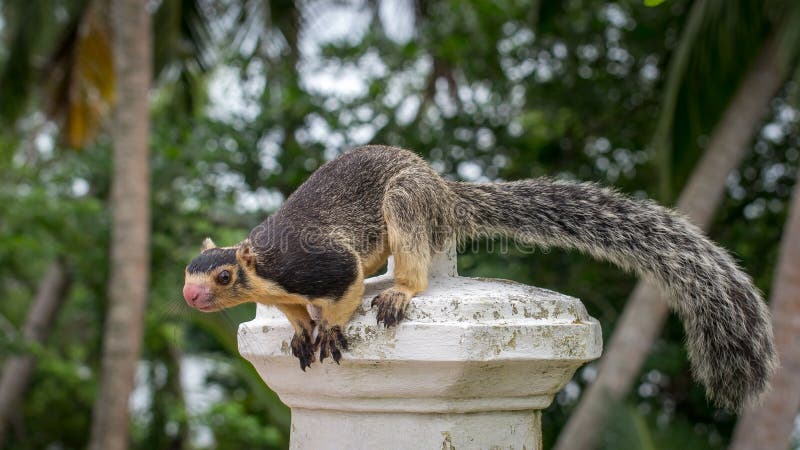Ratufa. Giant Ceylon Squirrel. Stock Photo - Image of giant, animals ...