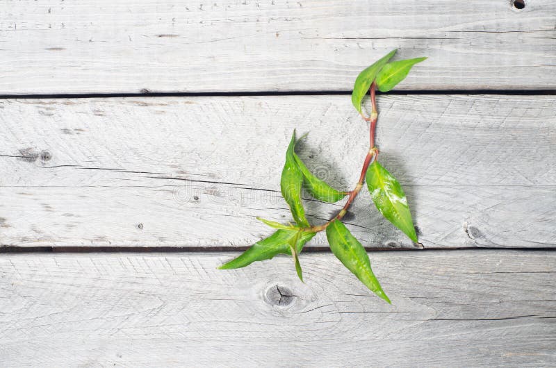 Rau Ram - Vietnamese Coriander Stock Photo - Image of ingredient ...