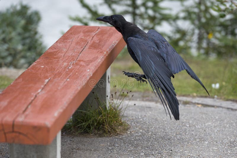 Rauben Sie Beim Springen Auf Eine Bank Stockbild - Bild von rabe, nave ...