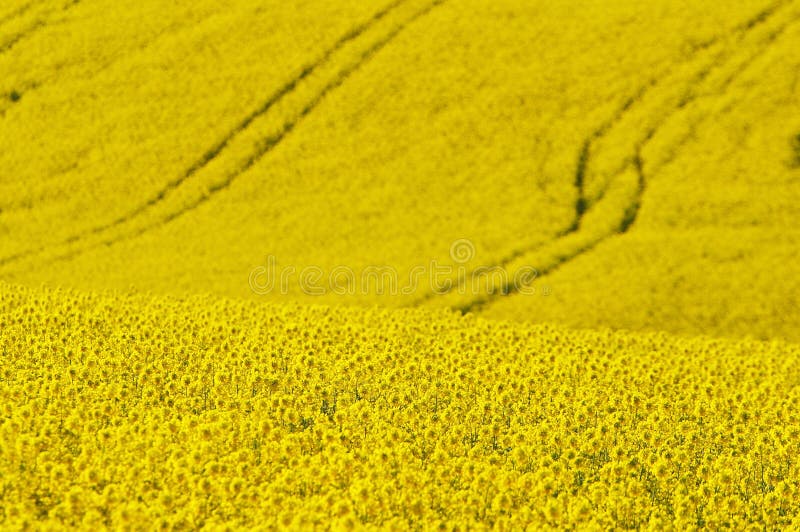 Rauben Sie Feld stockfoto. Bild von schönheit, allergie - 4794228