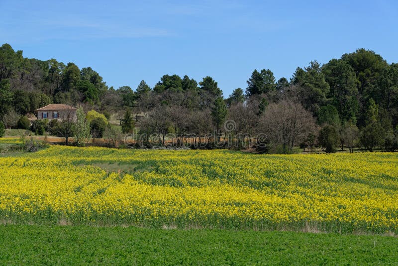 Rauben Sie Feld stockbild. Bild von landwirtschaft, baum - 55015457
