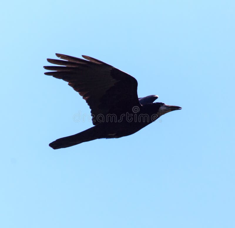 Rabe Im Flug Lokalisiert Auf Weißem Hintergrund Stockfoto - Bild von ...