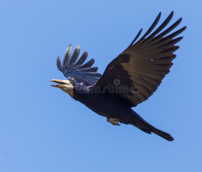Rabe Im Flug Lokalisiert Auf Weißem Hintergrund Stockfoto - Bild von ...