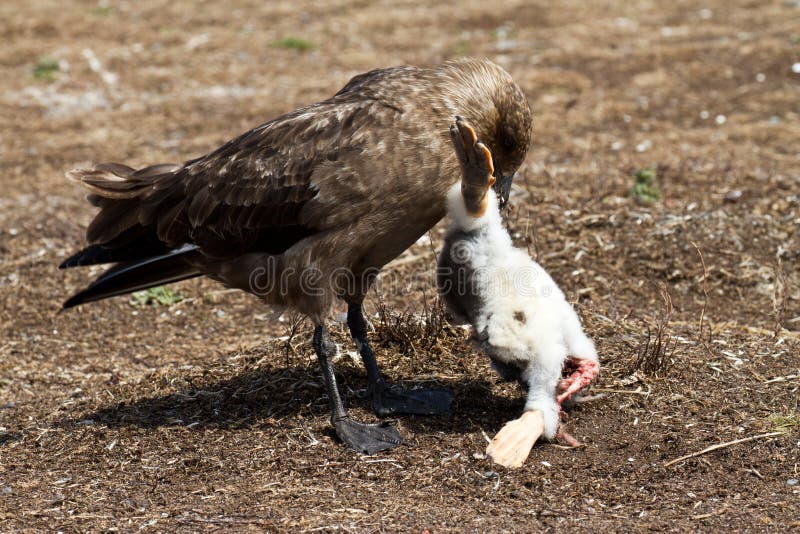 Raubmöwe, Die Ein Pinguinküken Jagt Stockfoto - Bild von räuberisch ...