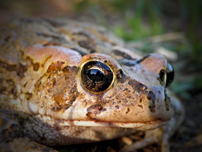 Raucous Toad stock photo. Image of insects, raucous, amphibians - 36274390