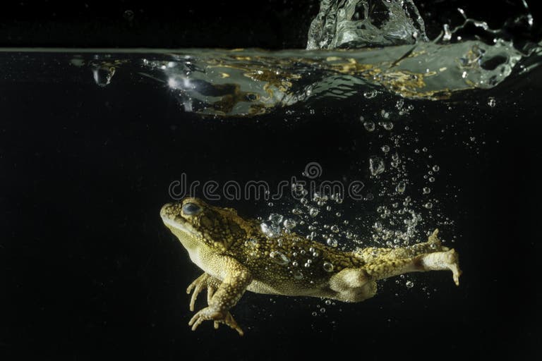 Raucous Toad stock photo. Image of splash, diving, nature - 72088314