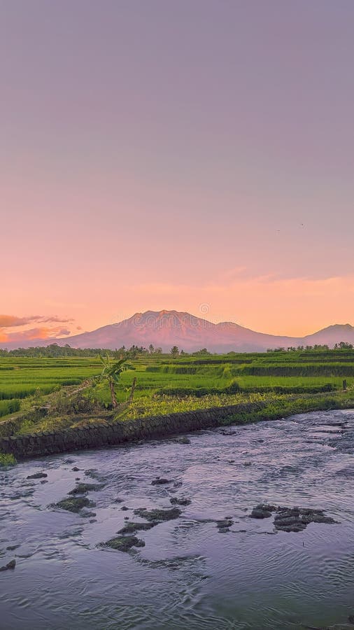 Raung Mountain and Rice Fields in the Afternoon Stock Image - Image of ...