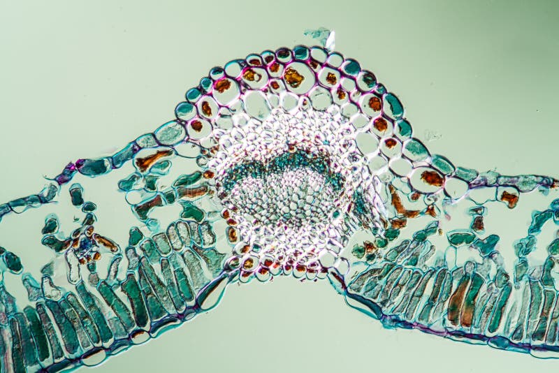 Heather Leaf Cross Section Under the Microscope, Stock Image - Image of ...