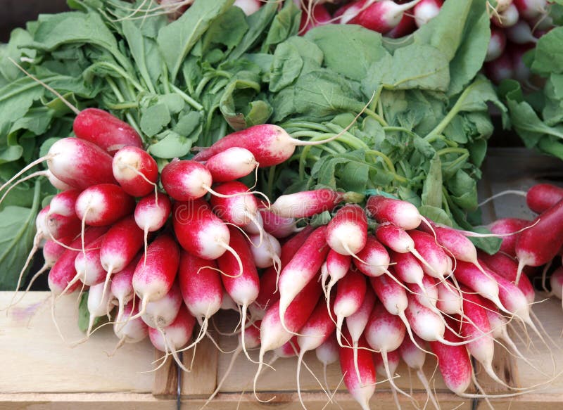 Ravanelli al servizio fotografia stock. Immagine di commestibile - 14192180