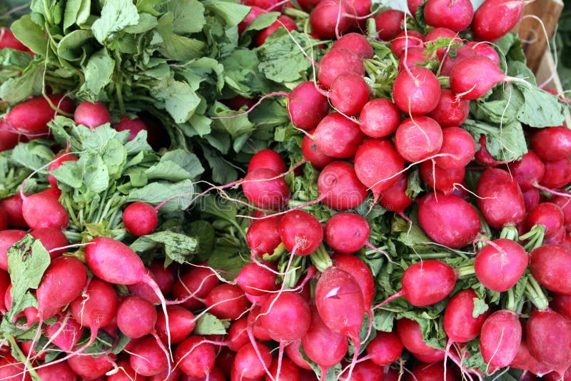 Ravanello immagine stock. Immagine di agricoltura, coltivatore - 15440301